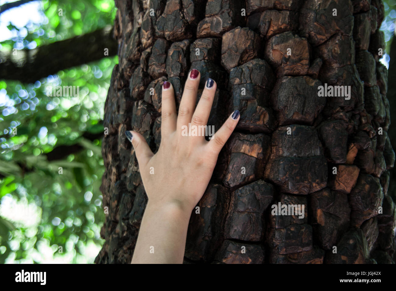 China diospyros lotus linn hi-res stock photography and images - Alamy
