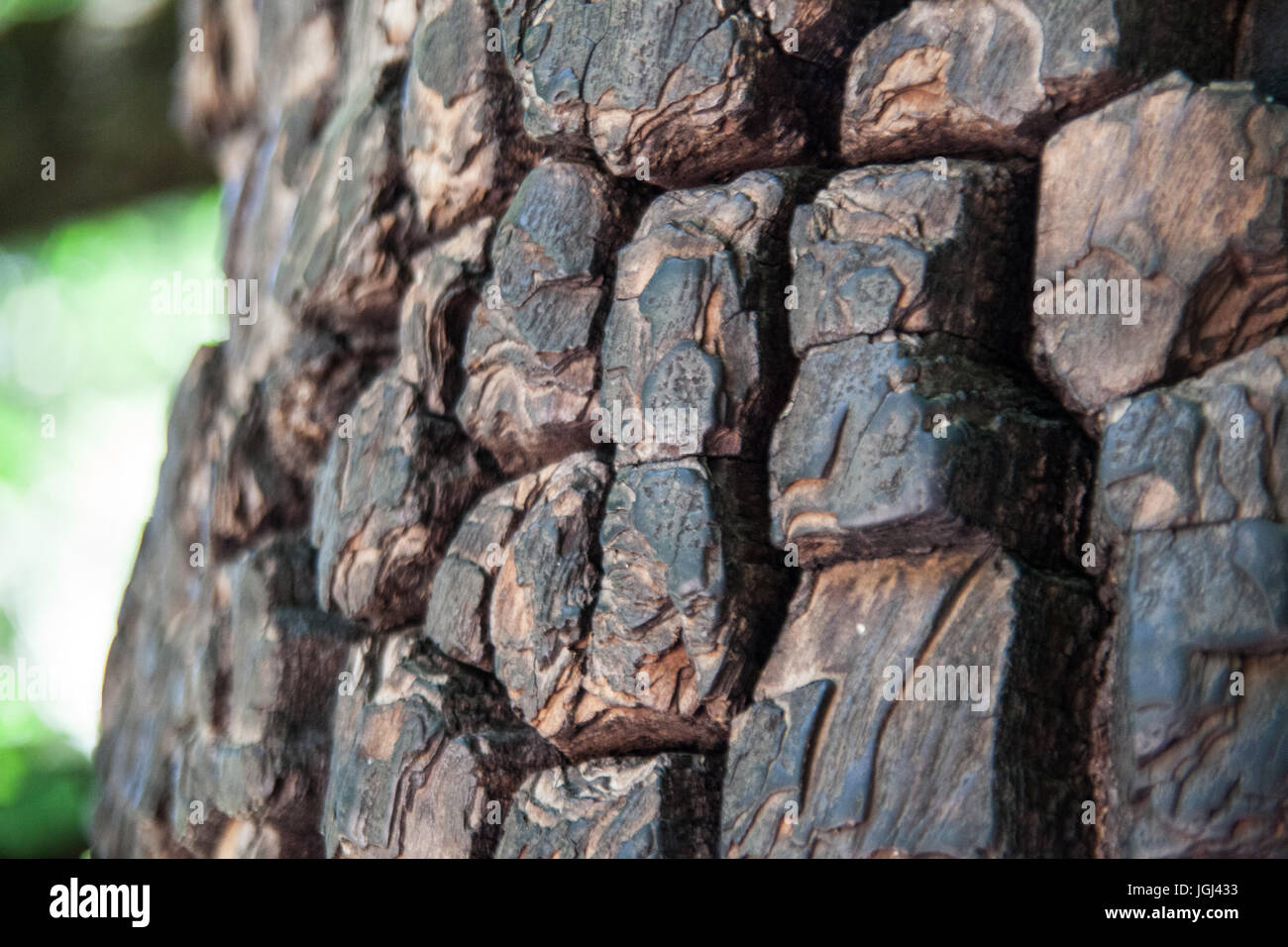 China diospyros lotus linn hi-res stock photography and images - Alamy