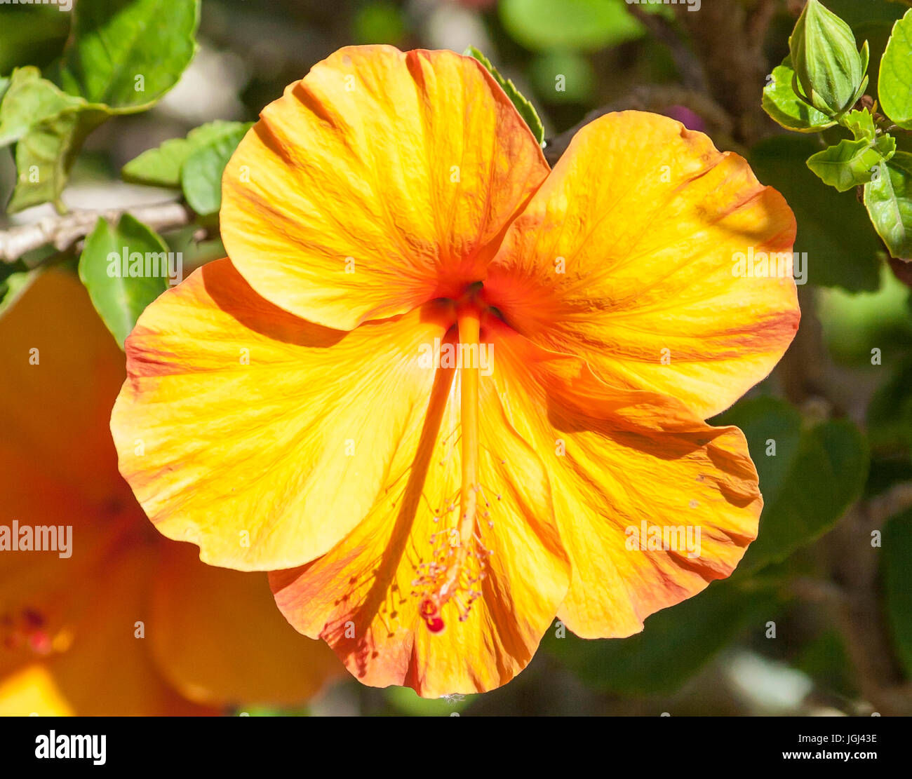 Beautiful Hawaiian Exotic Tropical Hibiscus Stock Photo - Alamy