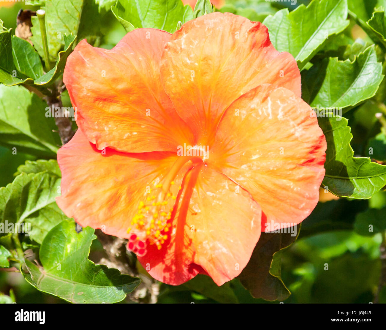 Tropical hibiscus hi-res stock photography and images - Alamy