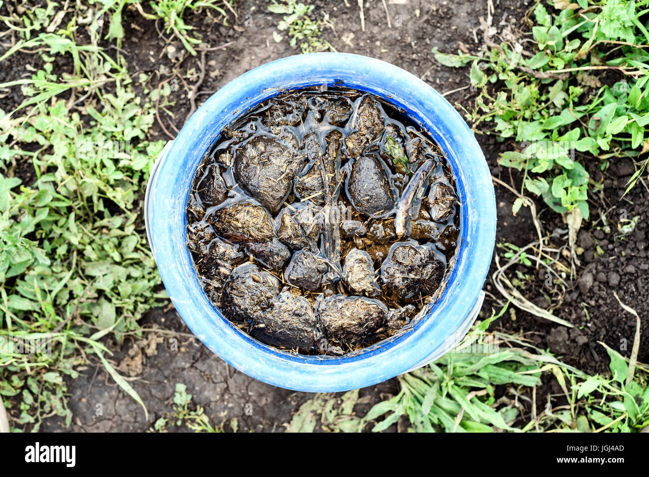 Tub of wet horse manure being soaked in water to provide a natural ...