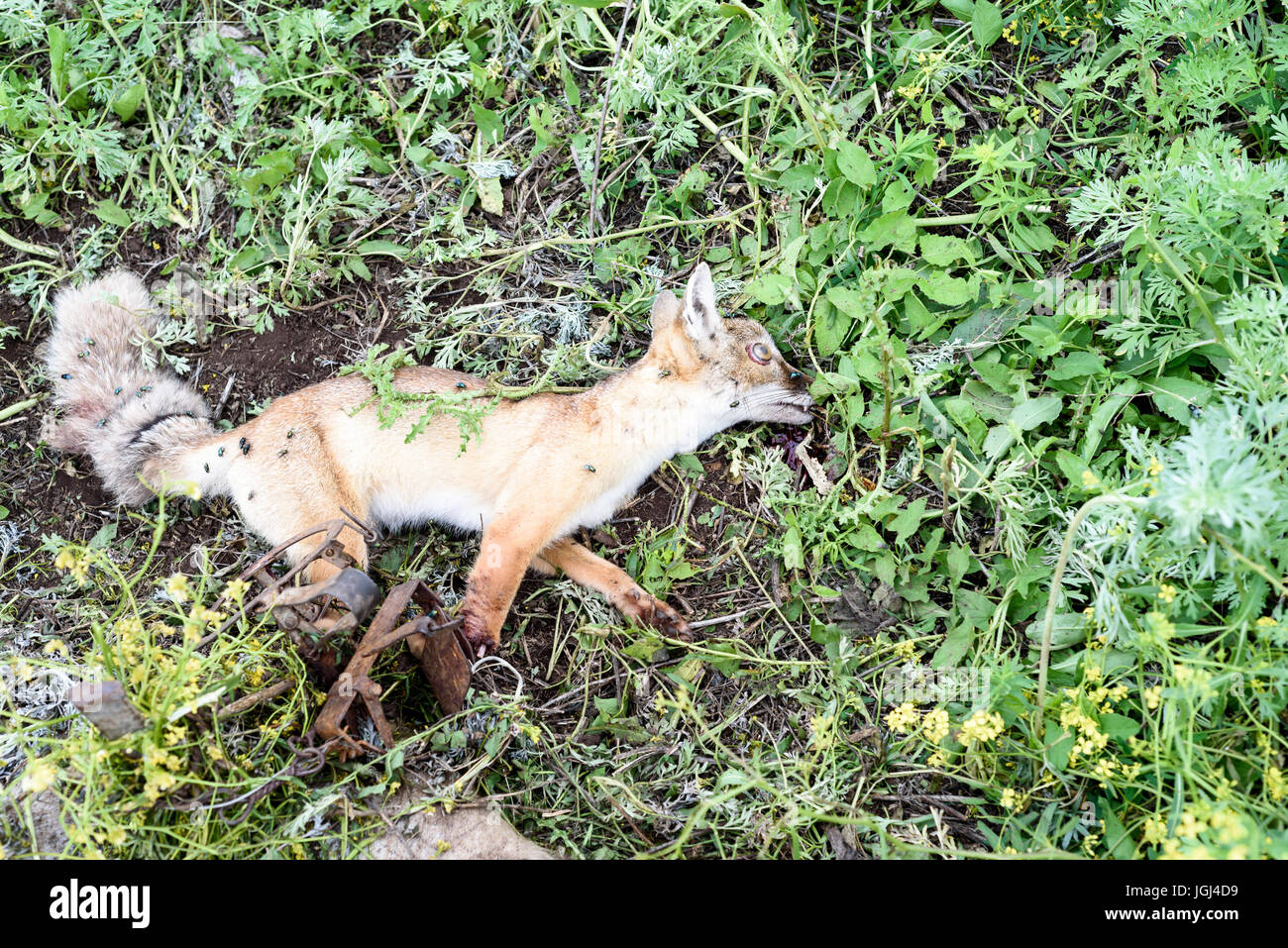 Fox pest hi-res stock photography and images - Alamy