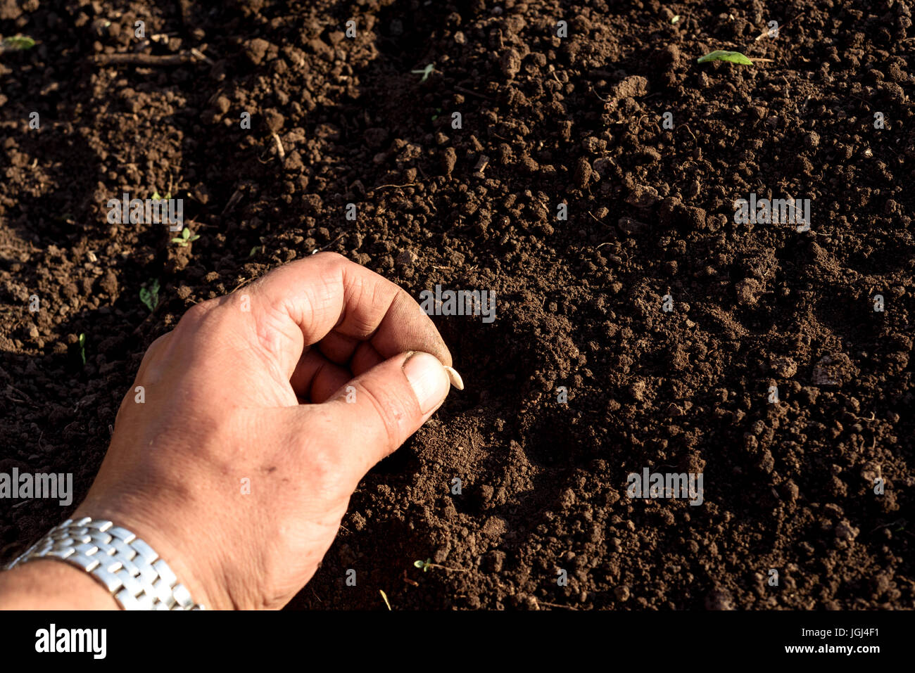 White male arm hand and fingers planting a cucumber seed into fresh ...
