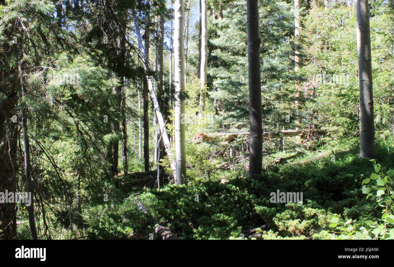 Tree types hi-res stock photography and images - Alamy