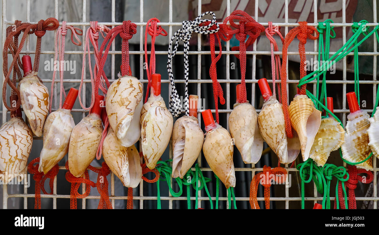 Spiky sea shell hi-res stock photography and images - Alamy