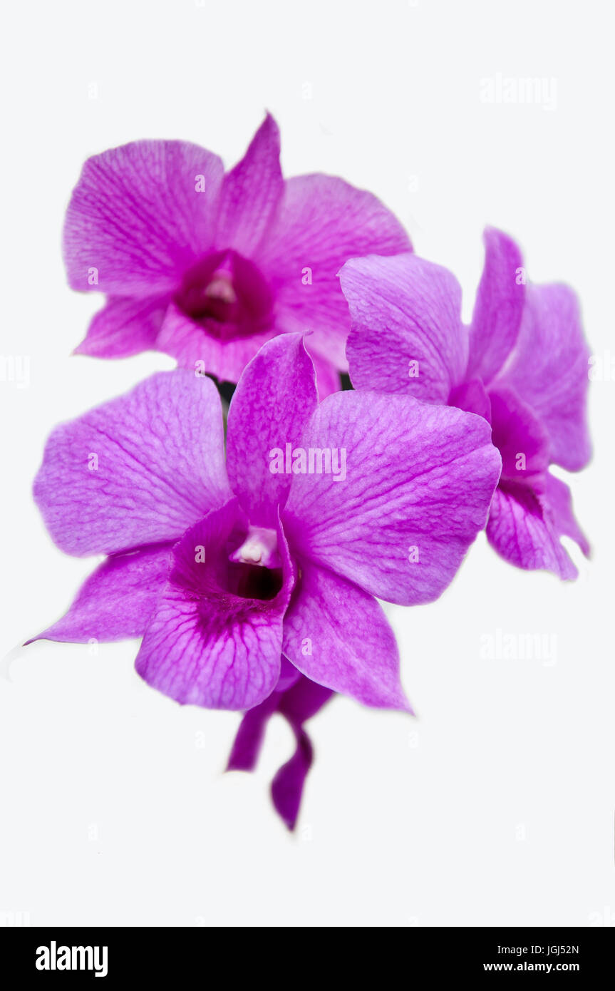 violet orchid on white background Stock Photo - Alamy