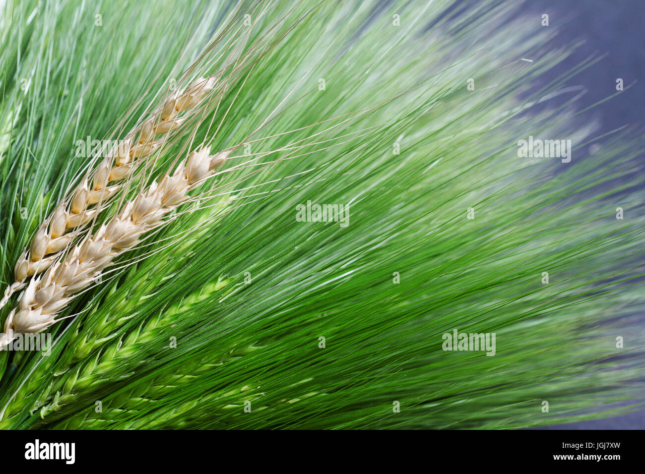 top view closeup of many fresh green and golden ripe wheat bunch ...
