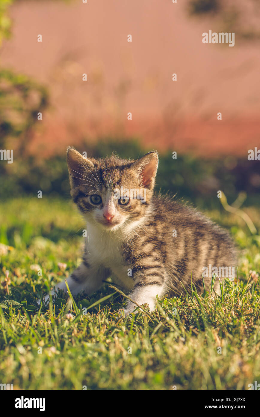Orange Tabby Tomcat