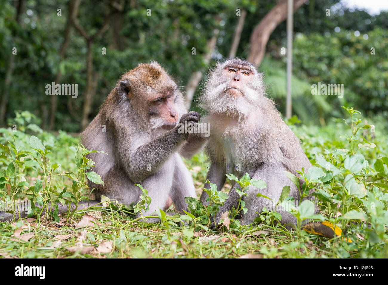 Monkey forest. Balinese long-tailed monkey, macaque, Two apes grooming ...