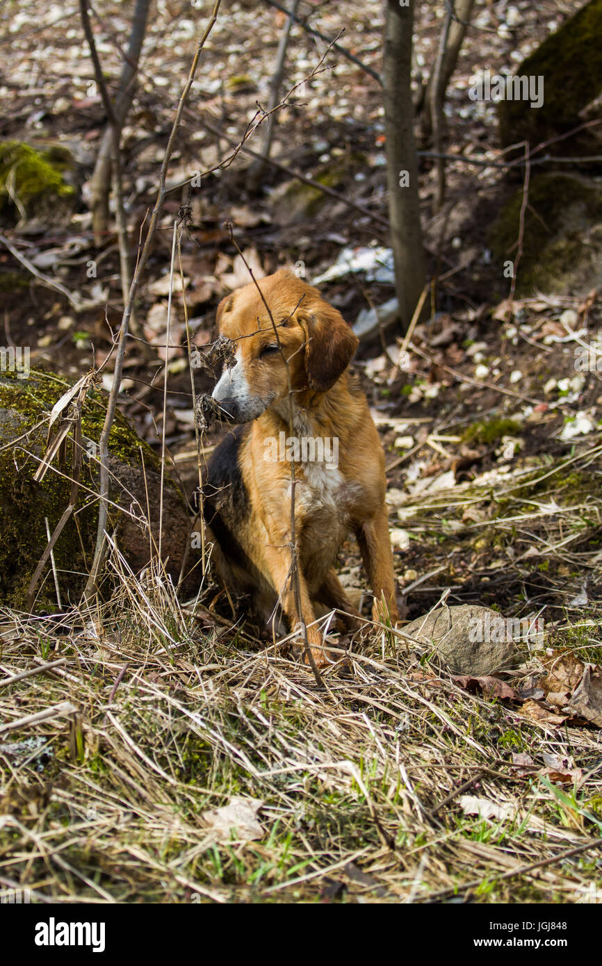 A stray dog in the forest Stock Photo - Alamy