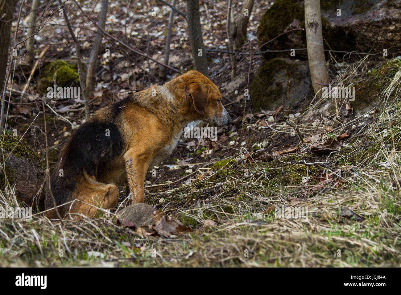 A stray dog in the forest Stock Photo - Alamy
