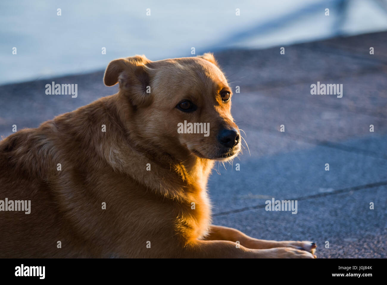 A beautiful portrait of a happy dog Stock Photo - Alamy