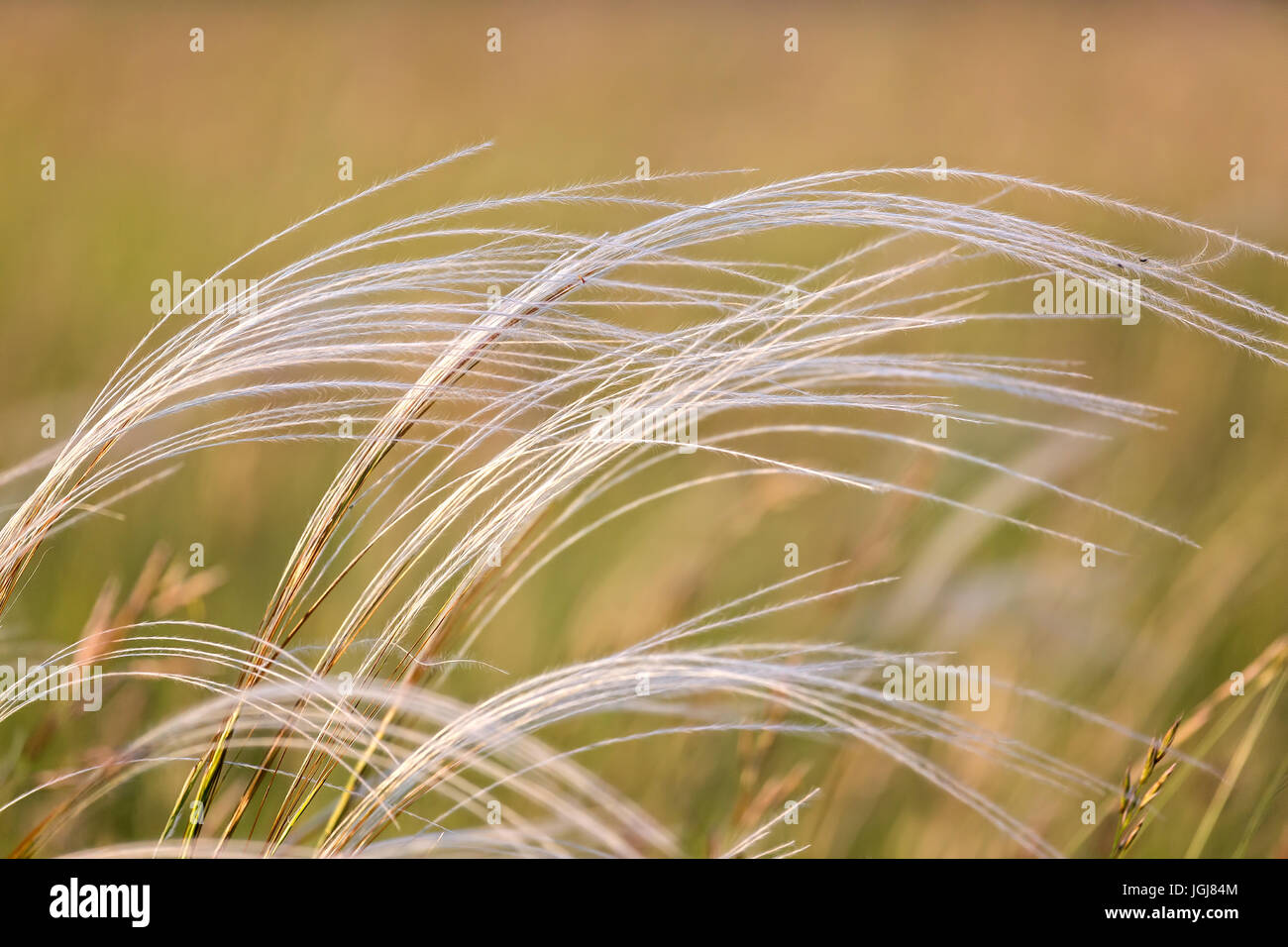 Close up of the stipa plant in the wonderful sunset light Stock Photo ...