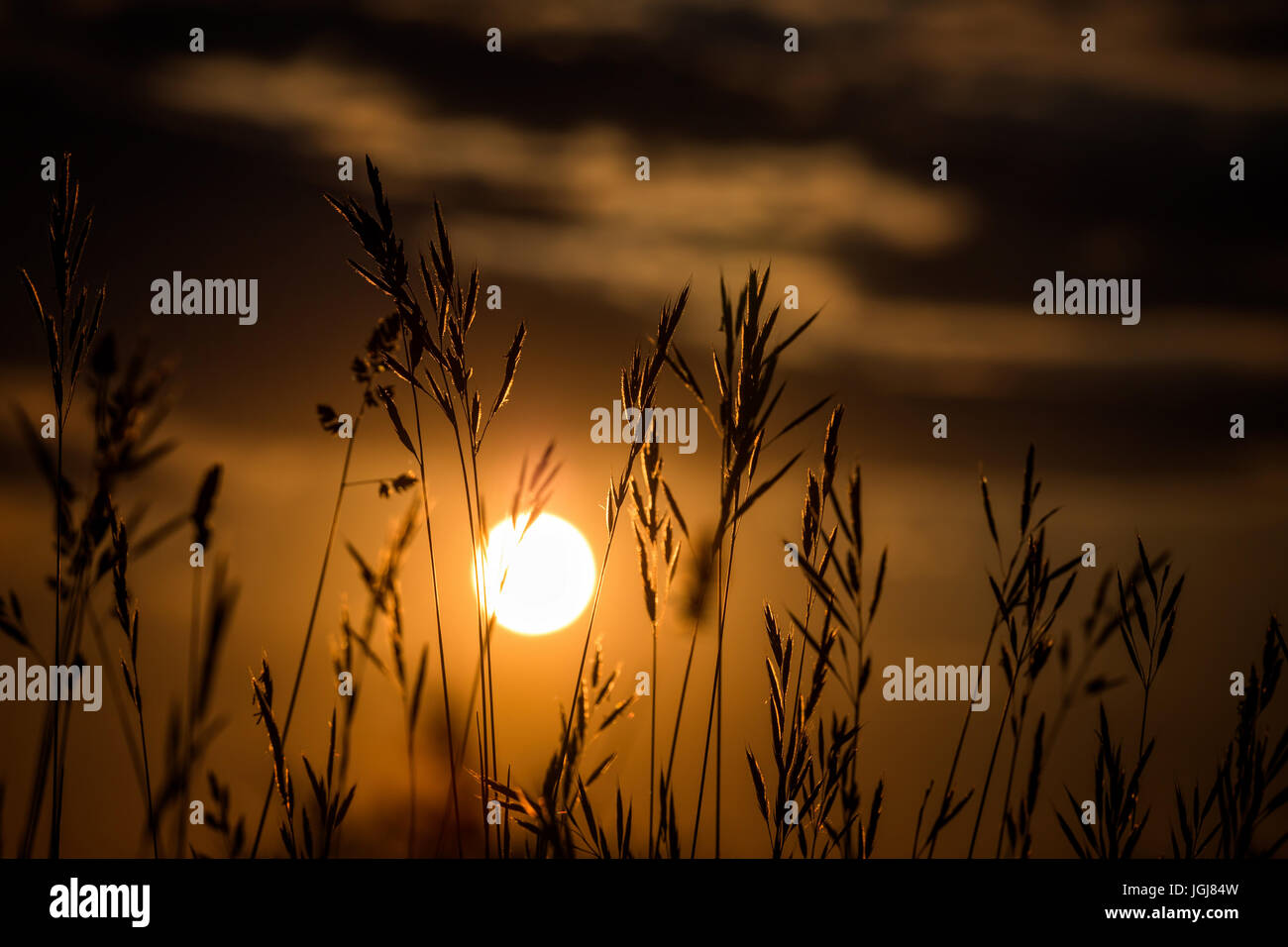 Grass in sunny sunset light hi-res stock photography and images - Alamy