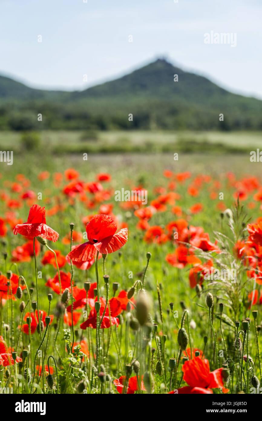 Landscape with beautiful poppy­ field Stock Photo - Alamy