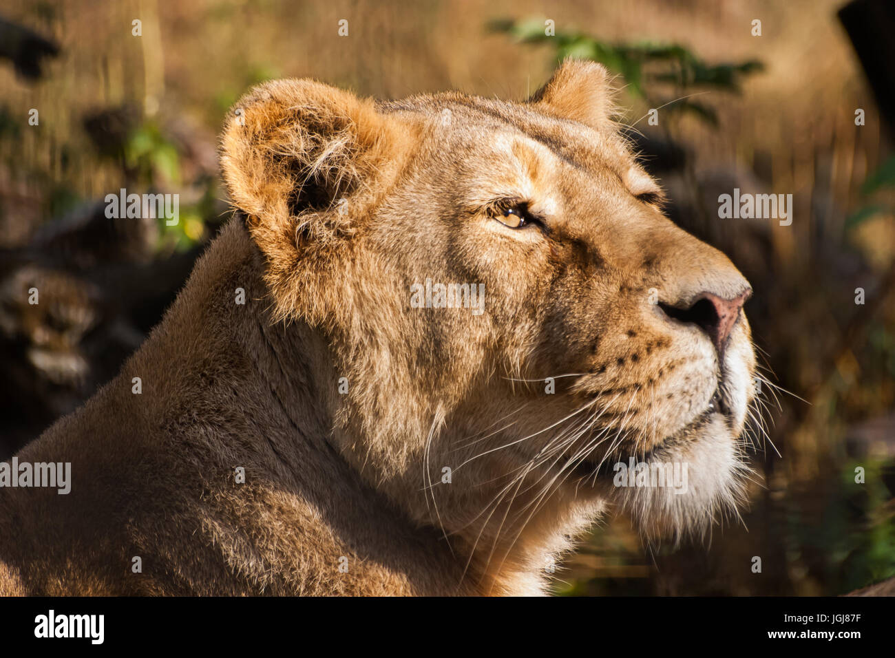 Lions sunbathing in the zoo Stock Photo - Alamy