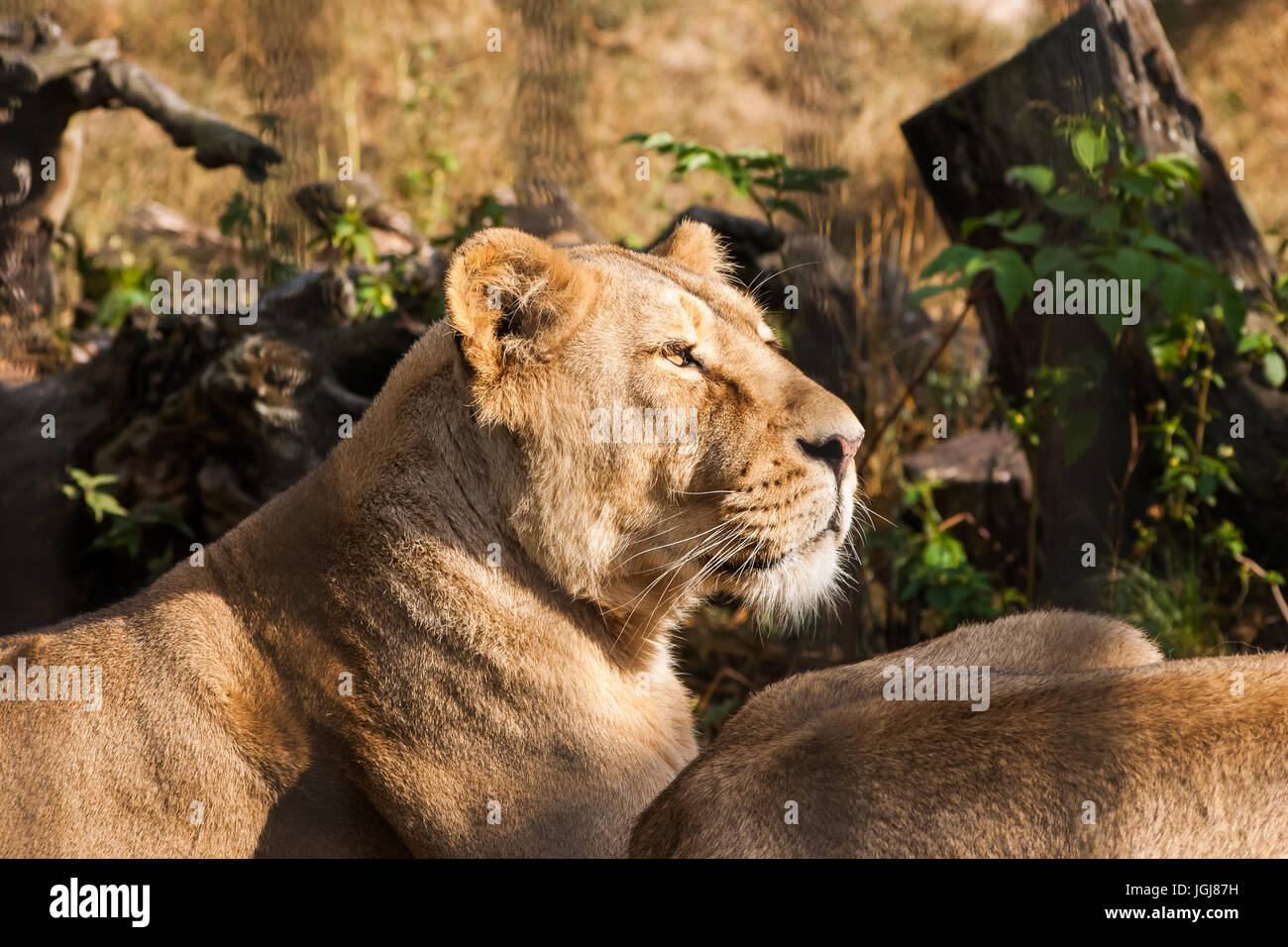 Lions sunbathing in the zoo Stock Photo - Alamy
