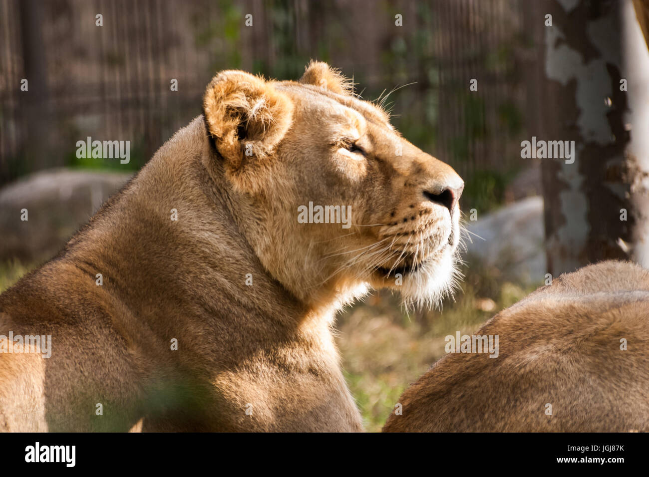 Lions sunbathing in the zoo Stock Photo - Alamy