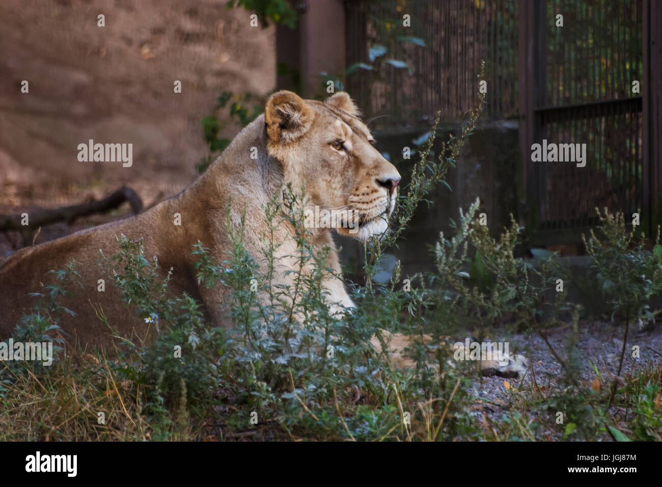 Lions sunbathing in the zoo Stock Photo - Alamy
