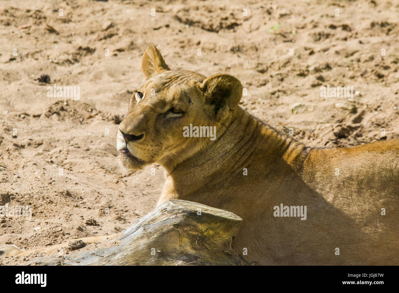Sunbathing lion hi-res stock photography and images - Alamy