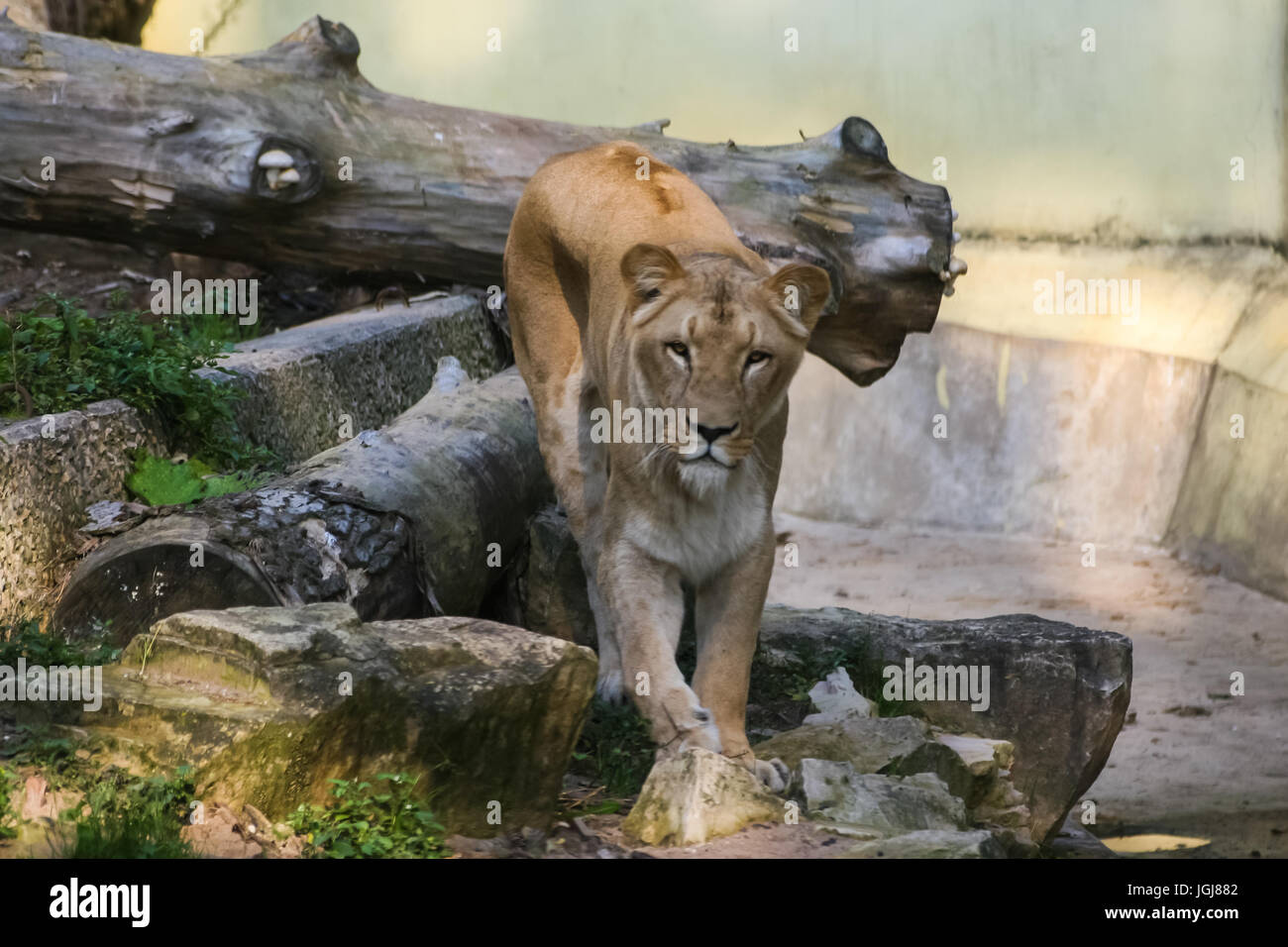 Lions sunbathing in the zoo Stock Photo - Alamy