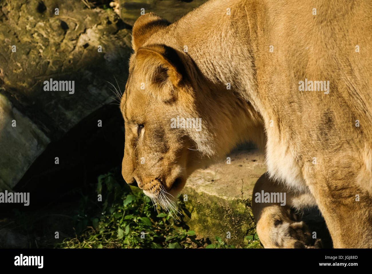 Lions sunbathing in the zoo Stock Photo - Alamy