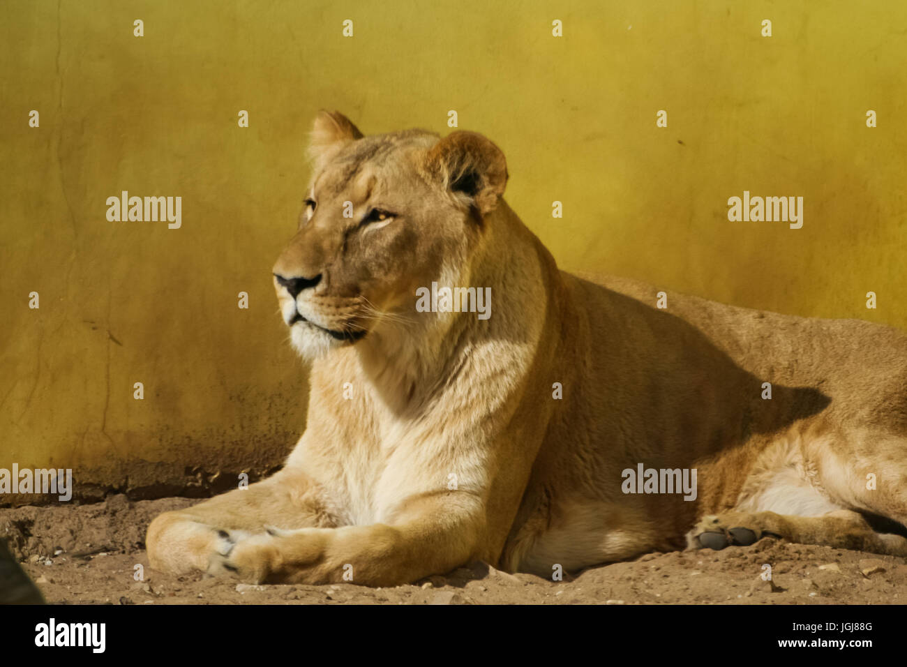 Lions sunbathing in the zoo Stock Photo - Alamy