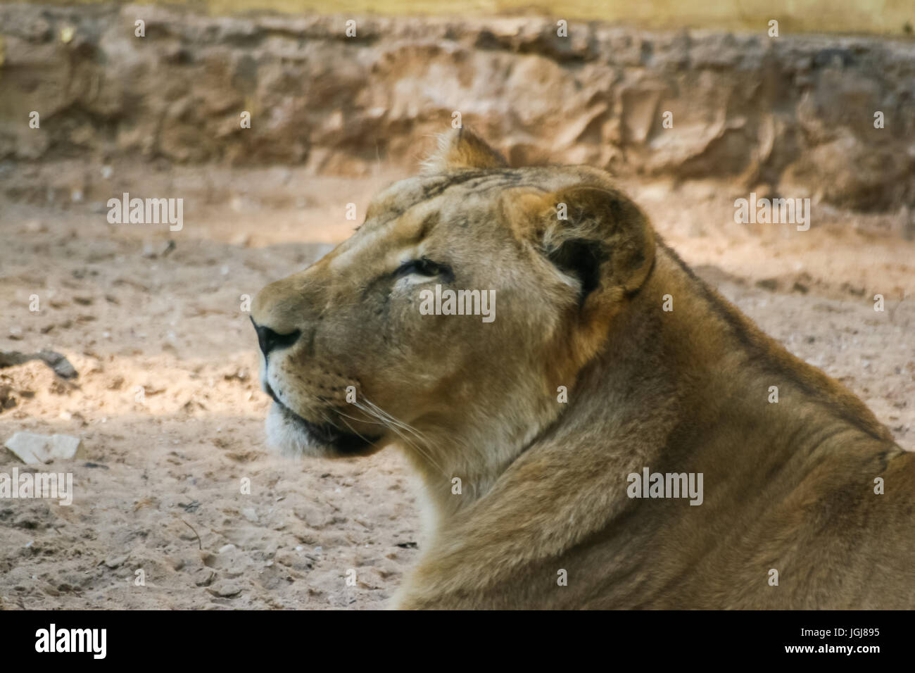 Lions sunbathing in the zoo Stock Photo - Alamy