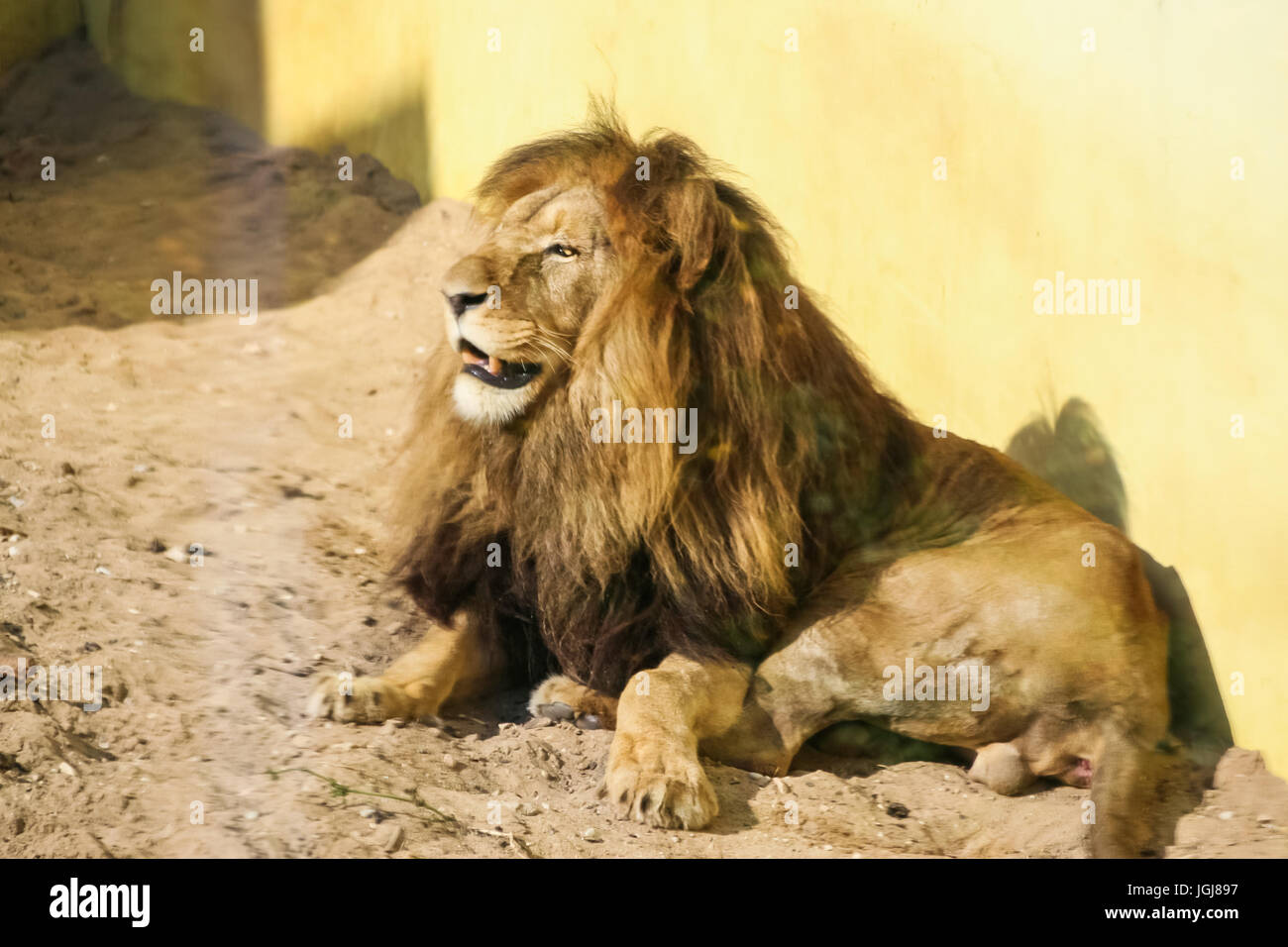 Lions sunbathing in the zoo Stock Photo - Alamy