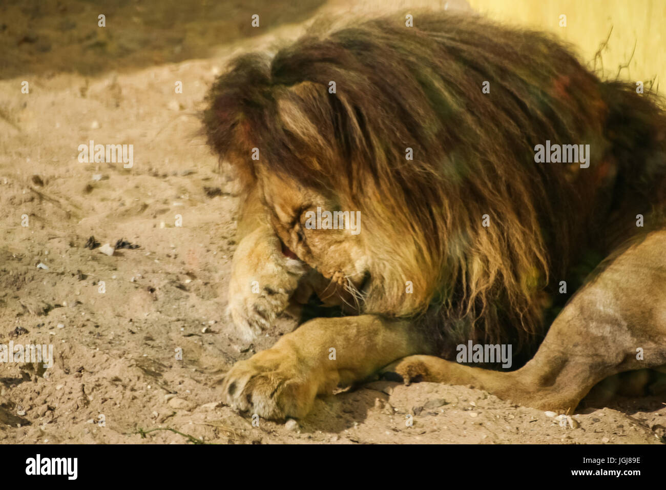 Lions sunbathing in the zoo Stock Photo - Alamy