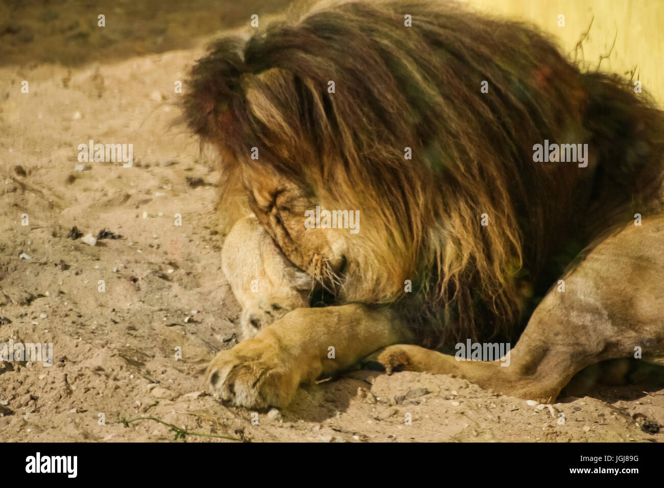 Lions sunbathing in the zoo Stock Photo - Alamy