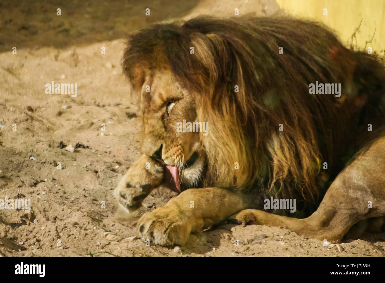 Lions sunbathing in the zoo Stock Photo - Alamy