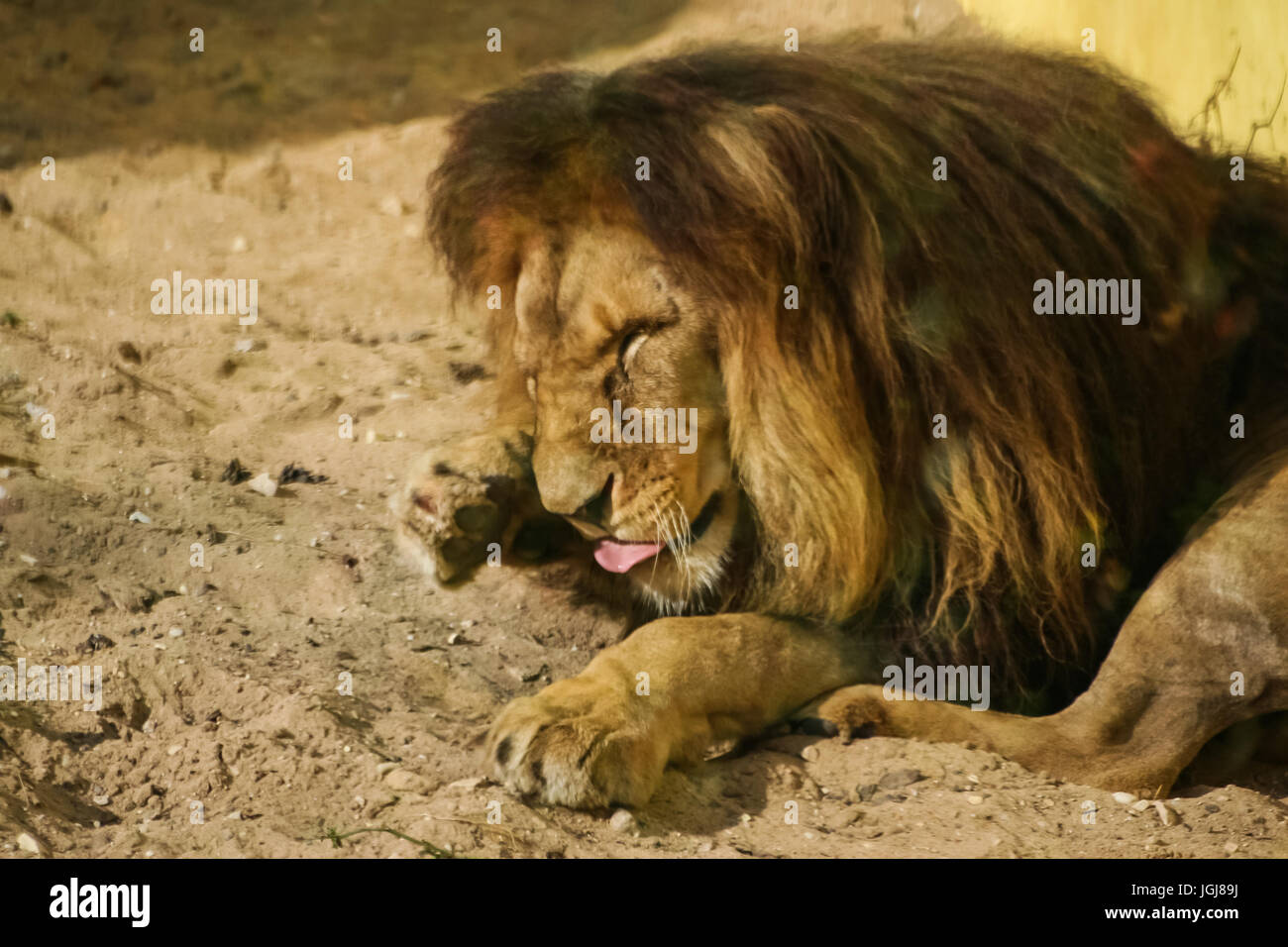 Lions sunbathing in the zoo Stock Photo - Alamy