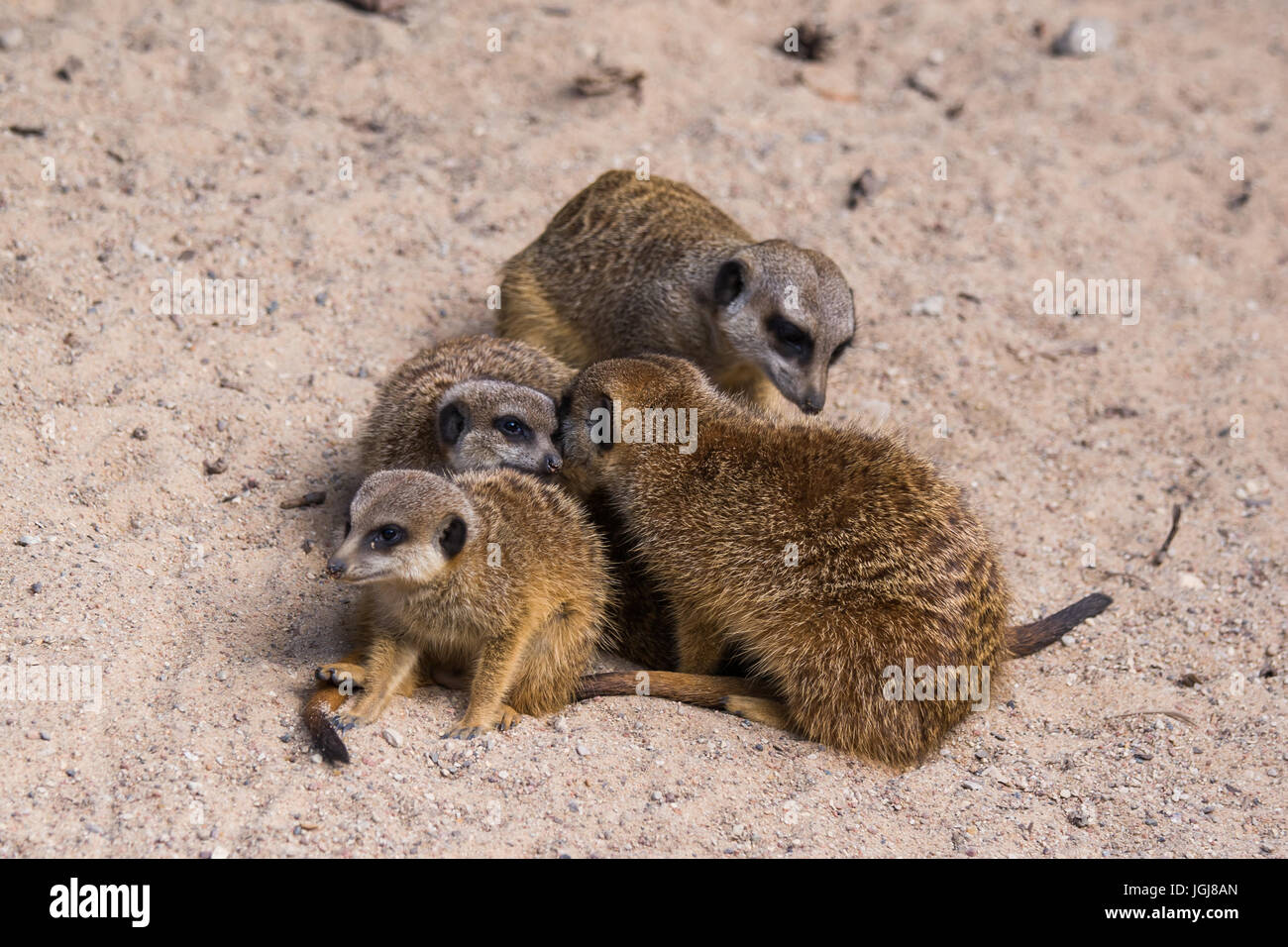 Meercat family in the zoo Stock Photo - Alamy
