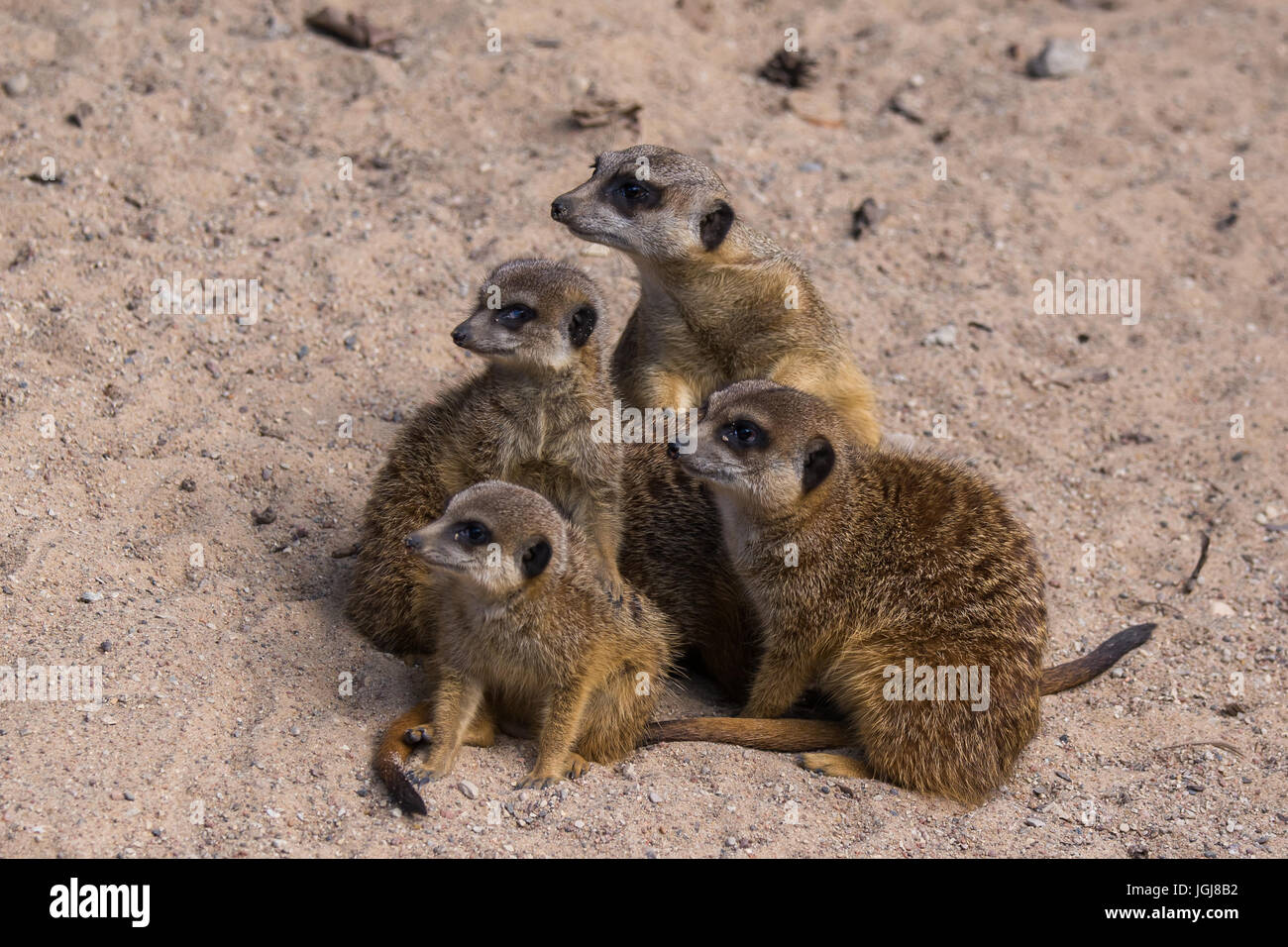 Meercat family in the zoo Stock Photo - Alamy