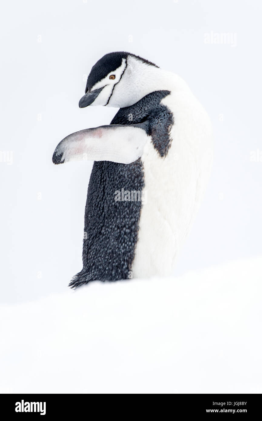 Penguin waving hi-res stock photography and images - Alamy