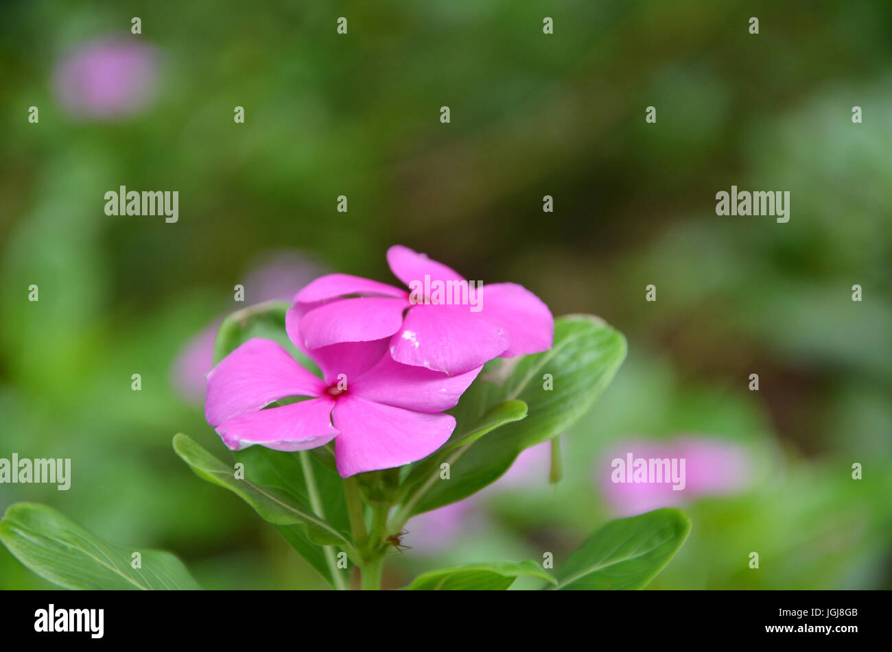 Beautiful pink vinca flowers (madagascar periwinkle Stock Photo - Alamy