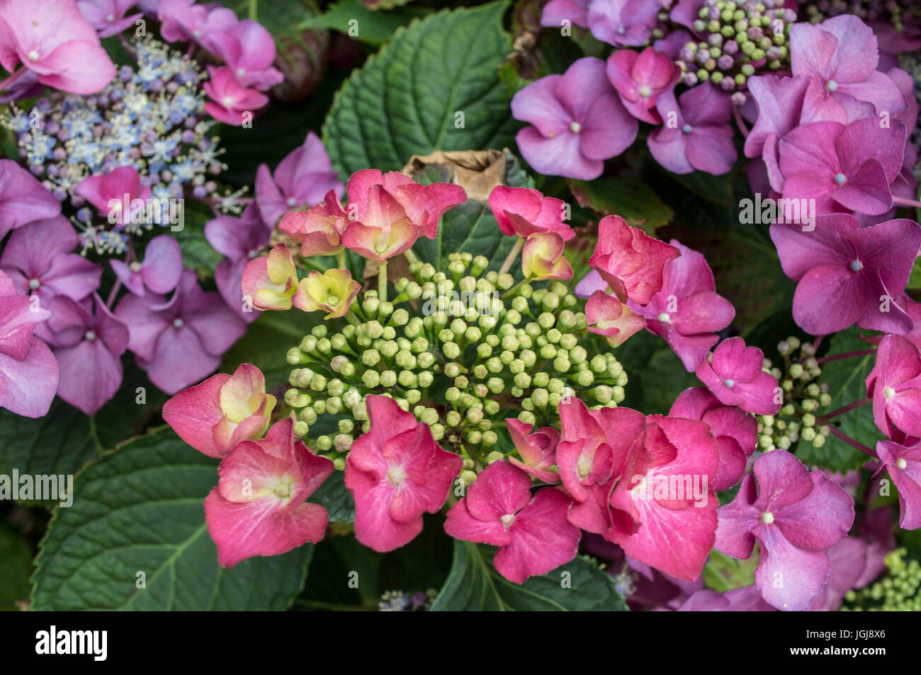 Hydrangea Pink/Purple Flower Stock Photo - Alamy