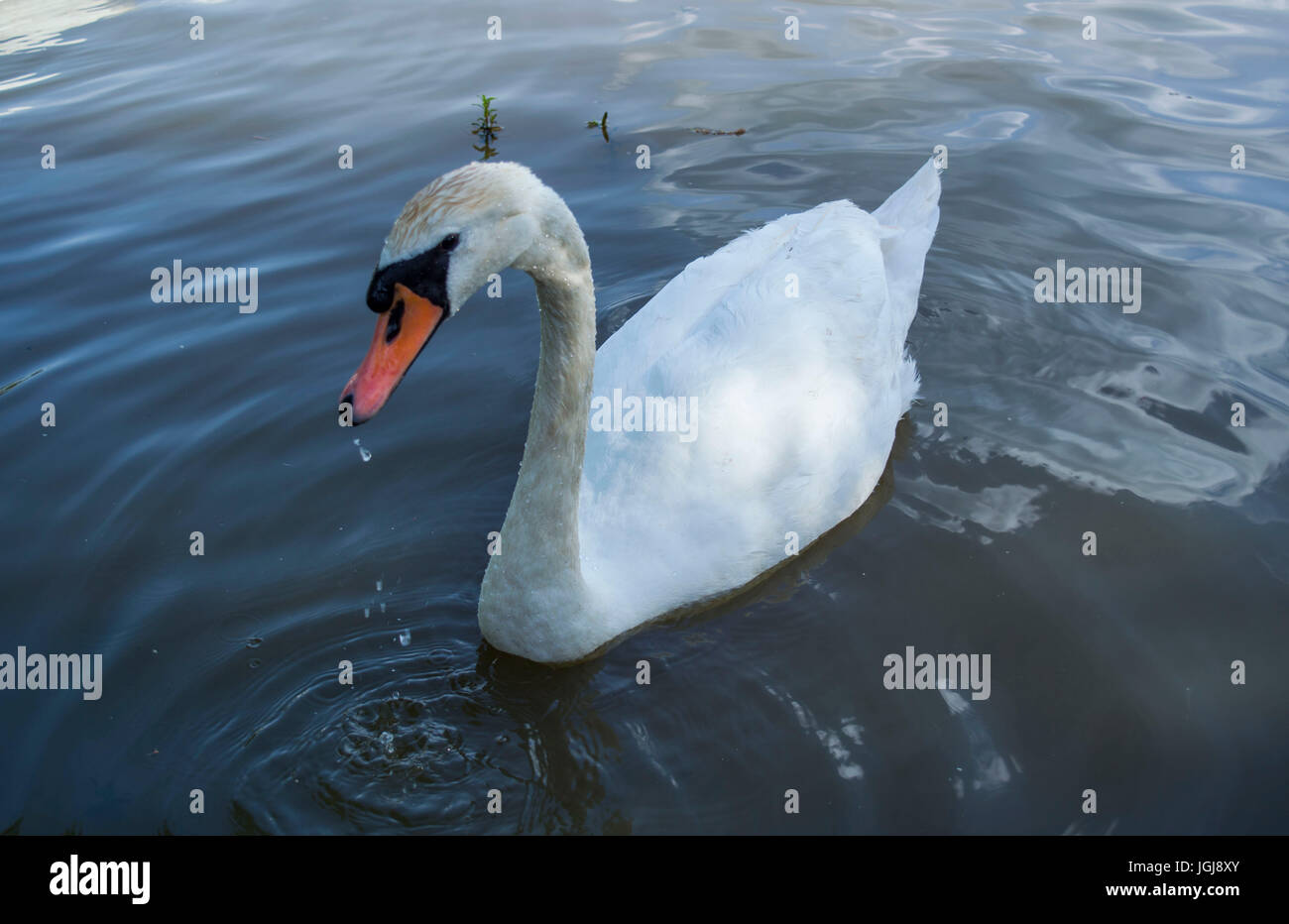Happy swan hi-res stock photography and images - Alamy