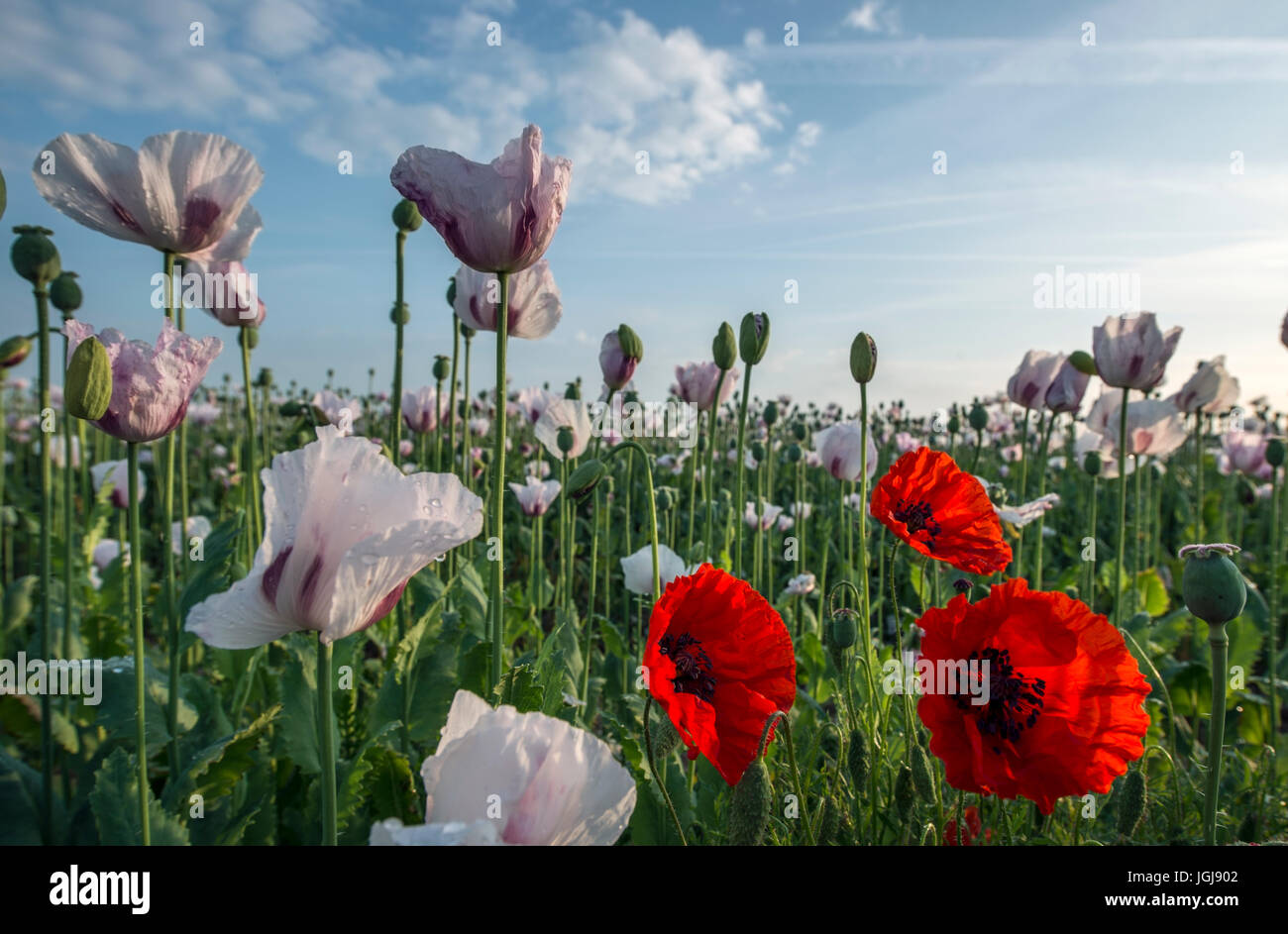Poppy landscape hi-res stock photography and images - Alamy