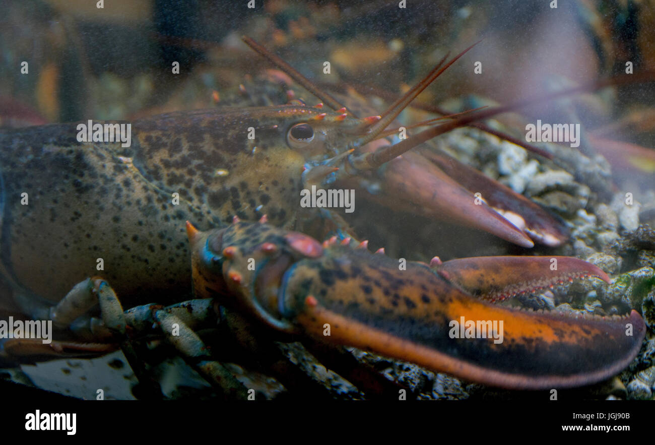 Live lobster hi-res stock photography and images - Alamy
