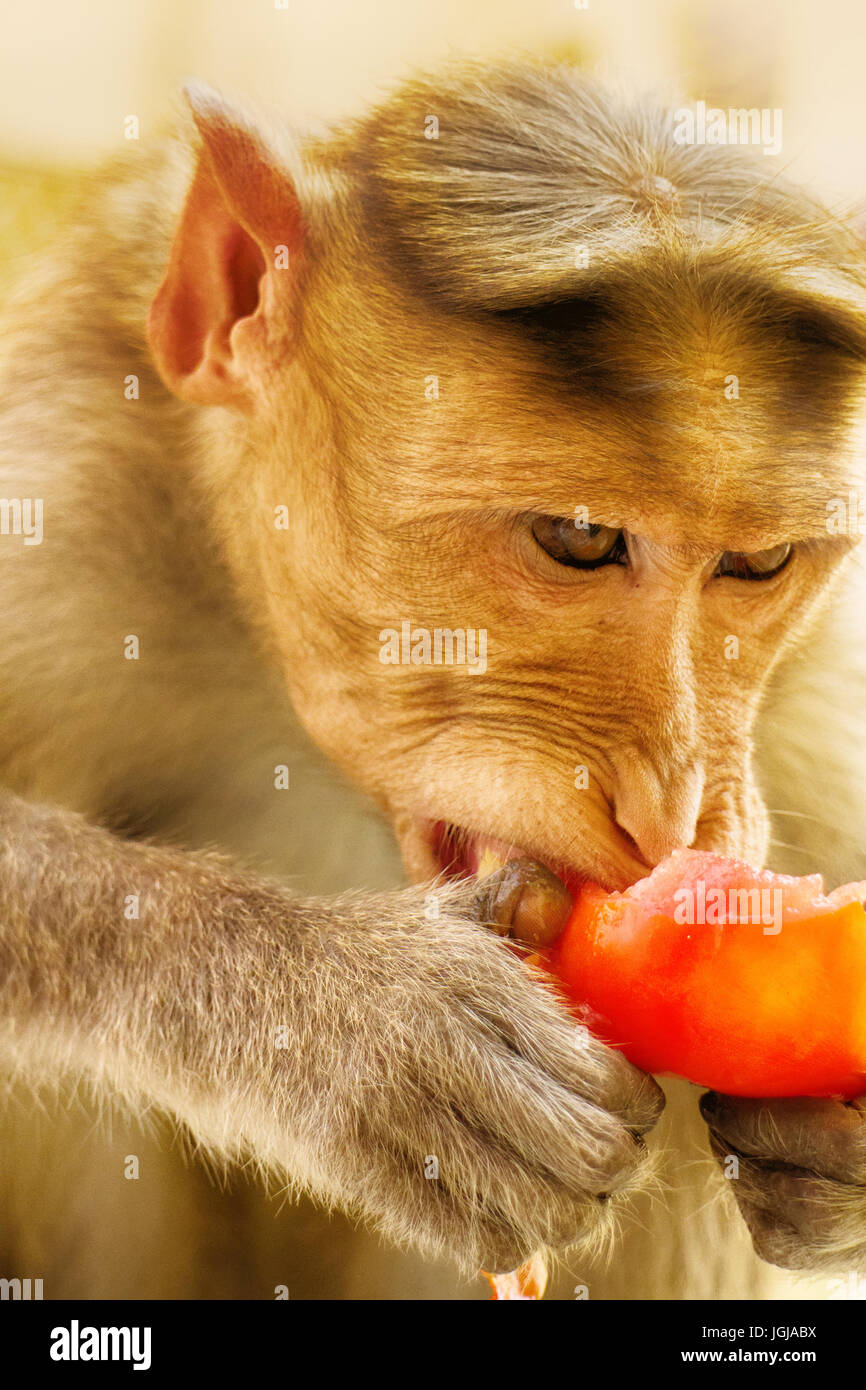 Facial expressions of monkeys are similar to human. Entertaining ...