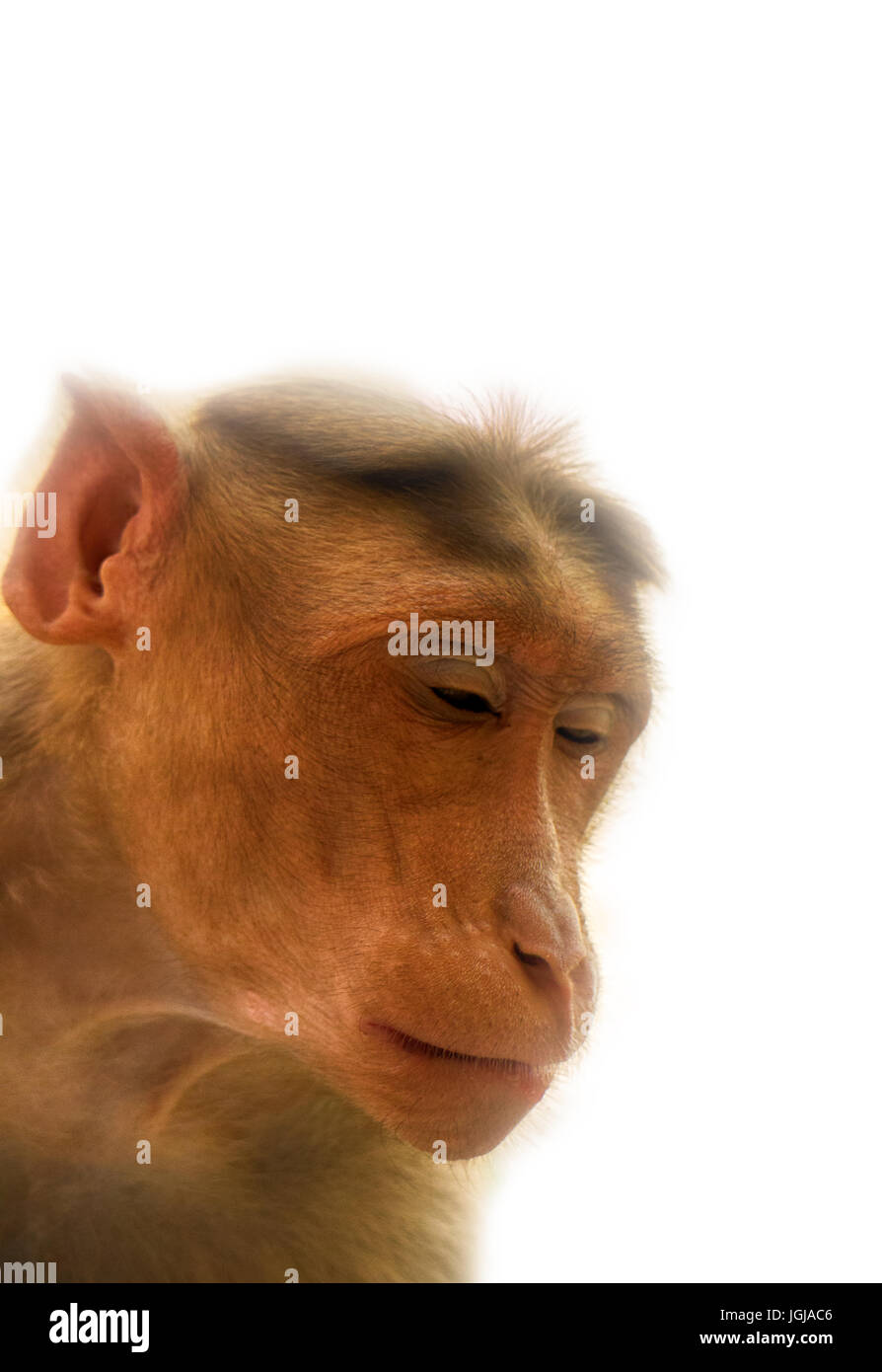 Facial expressions of monkeys are similar to human. Entertaining ...