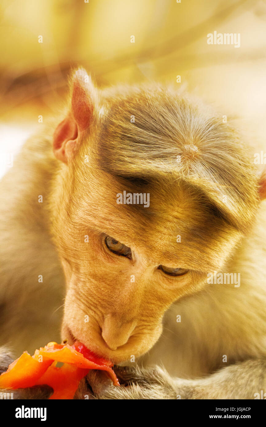 Facial expressions of monkeys are similar to human. Entertaining ...