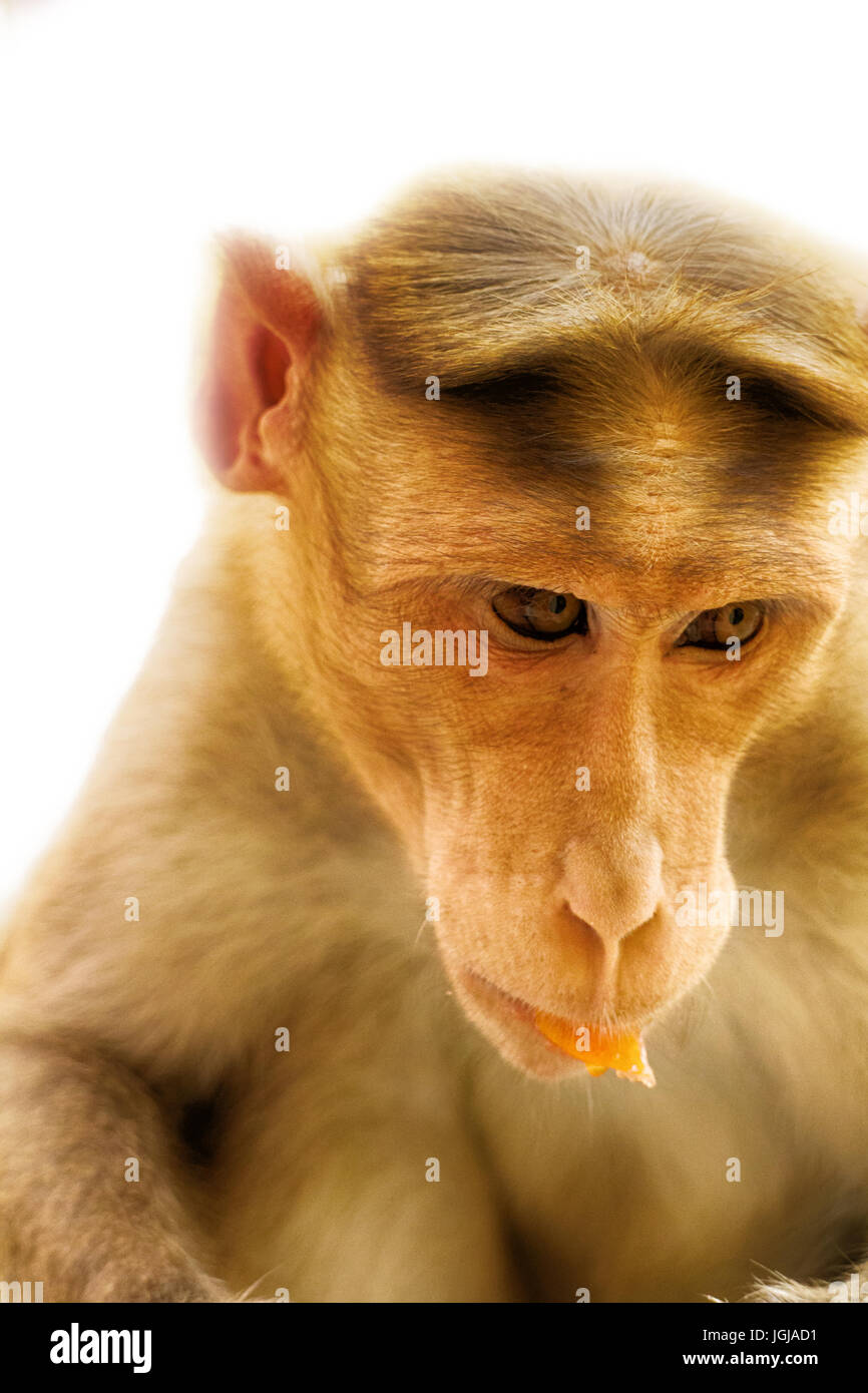 Facial expressions of monkeys are similar to human. Entertaining ...