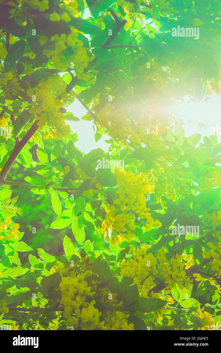 spring background green flowering tree. yellow flowers in sun Stock ...