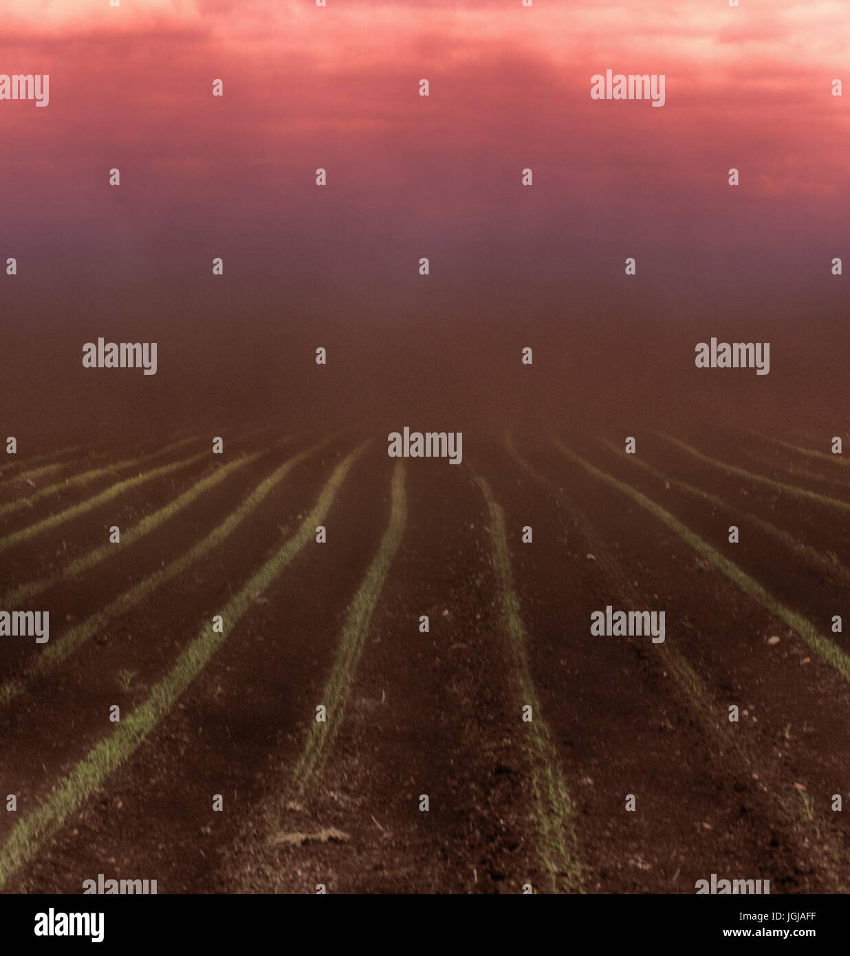 Black Blizzard ( dust devil. dust whirl) on agricultural lands. Loss of ...