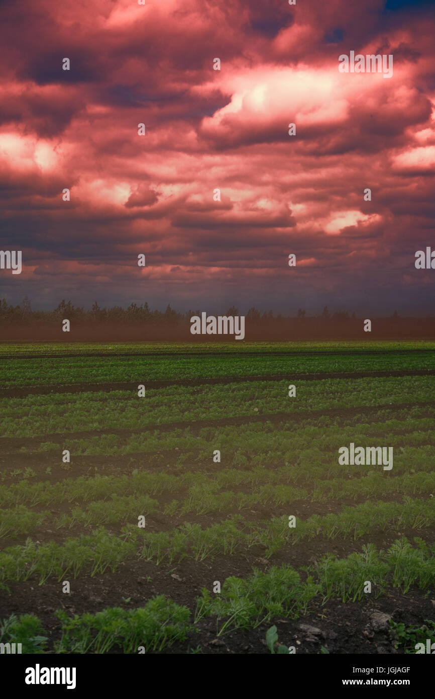 Black Blizzard ( dust devil. dust whirl) on agricultural lands. Loss of ...