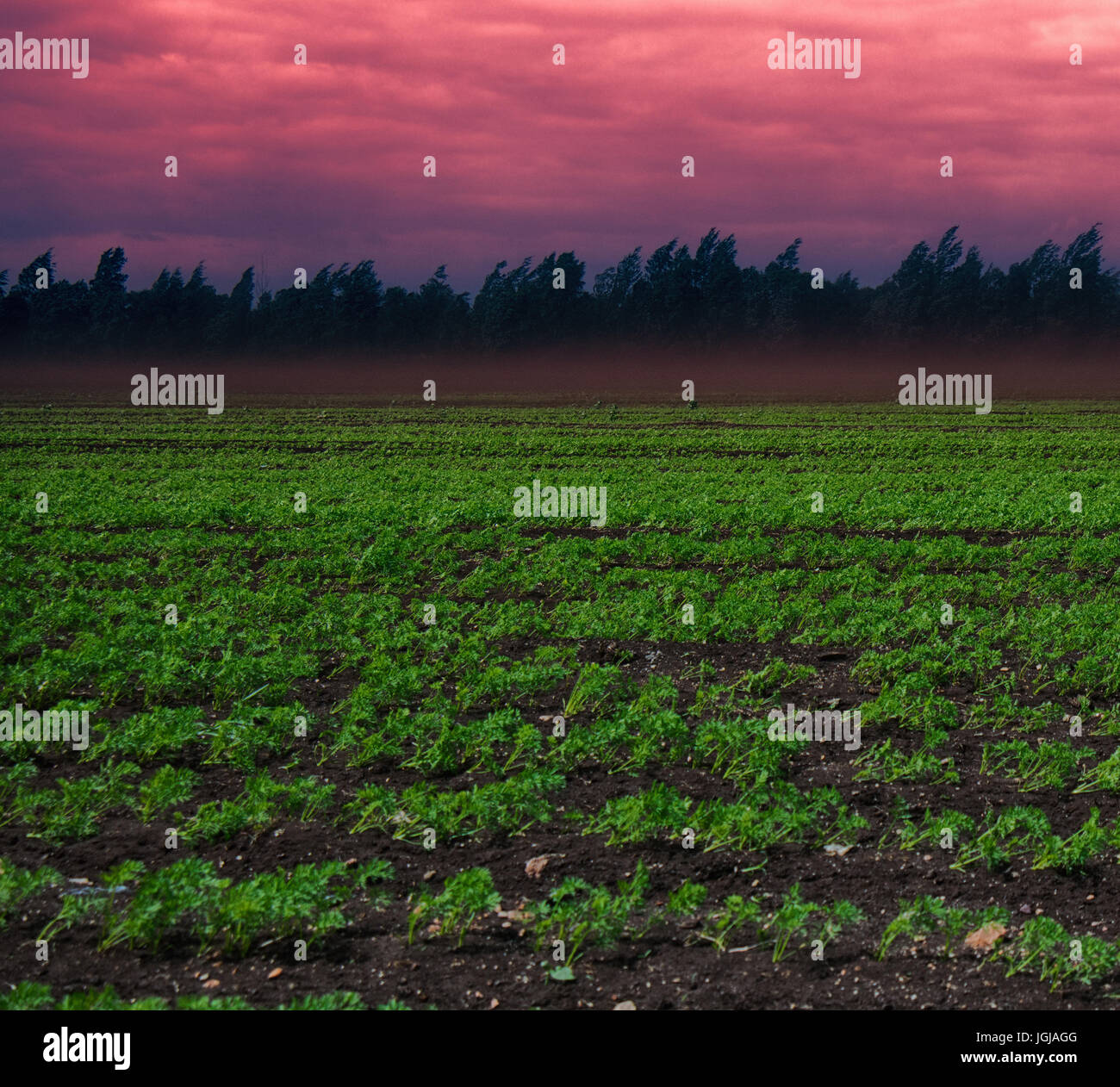 Dust devil on farm hi-res stock photography and images - Alamy