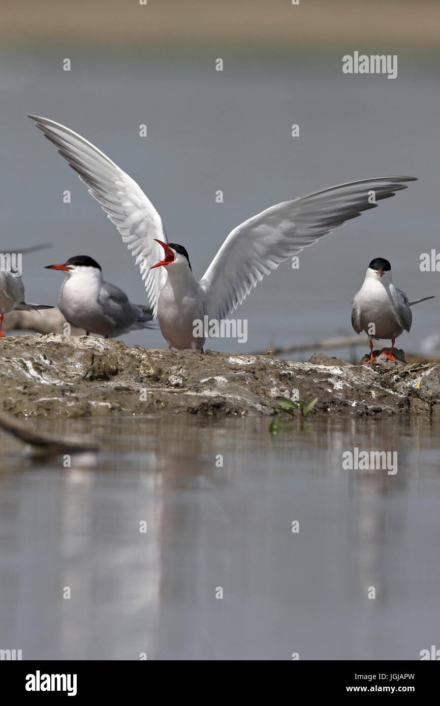 Common Tern (Sterna hirundo Stock Photo - Alamy